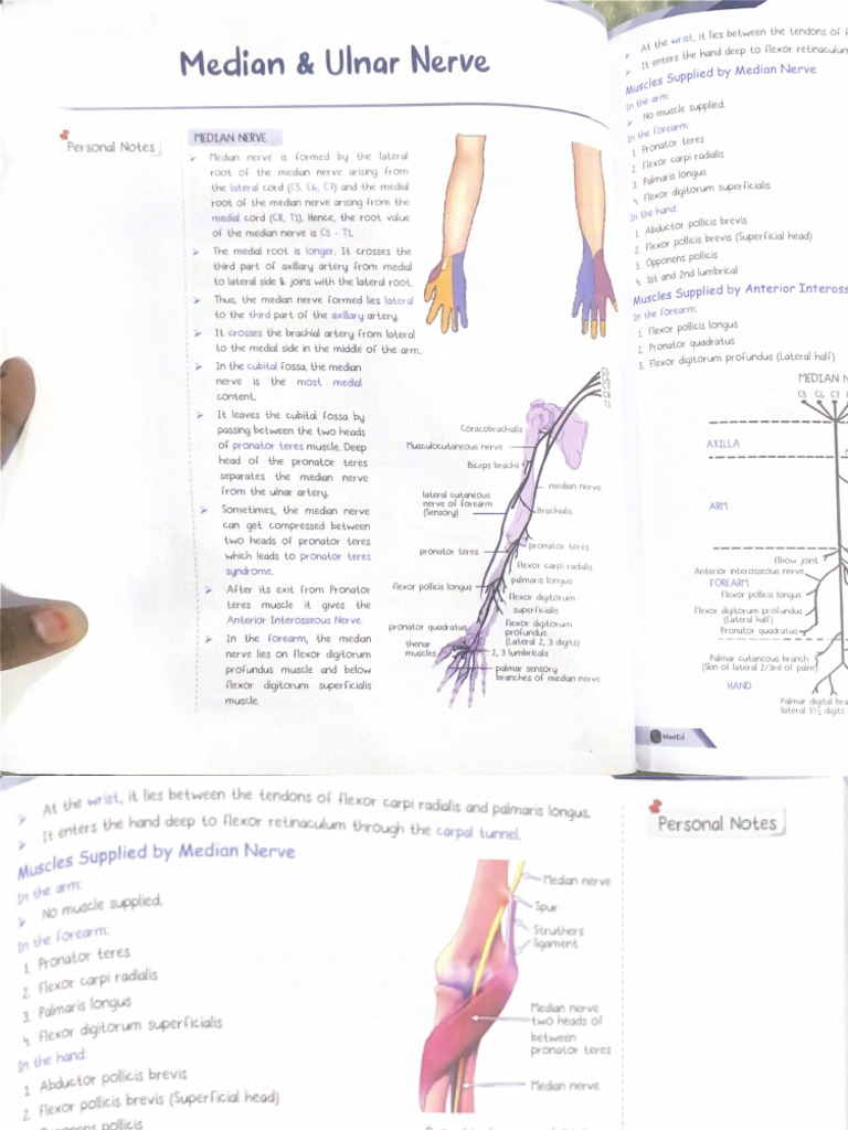 Anatomyupper Limb Part 3 & Lower Limb Part 1 | PDF