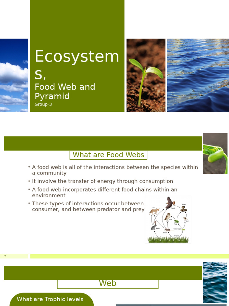 Ecosystems, Biology Group Project | PDF | Food Web | Biology