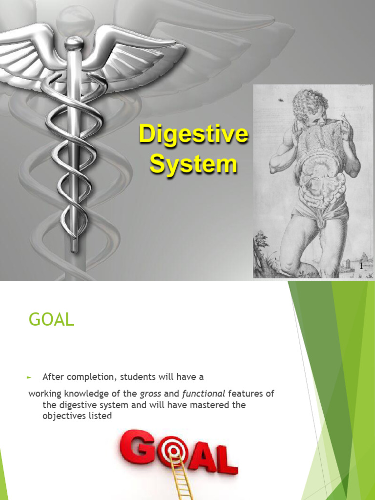 Digestive System Final Lecture | PDF | Human Digestive System ...