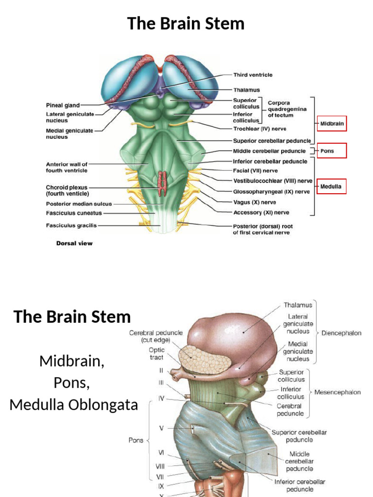 #13 Brain Stem and CSF Anatomy | PDF | Cerebrospinal Fluid | Brainstem