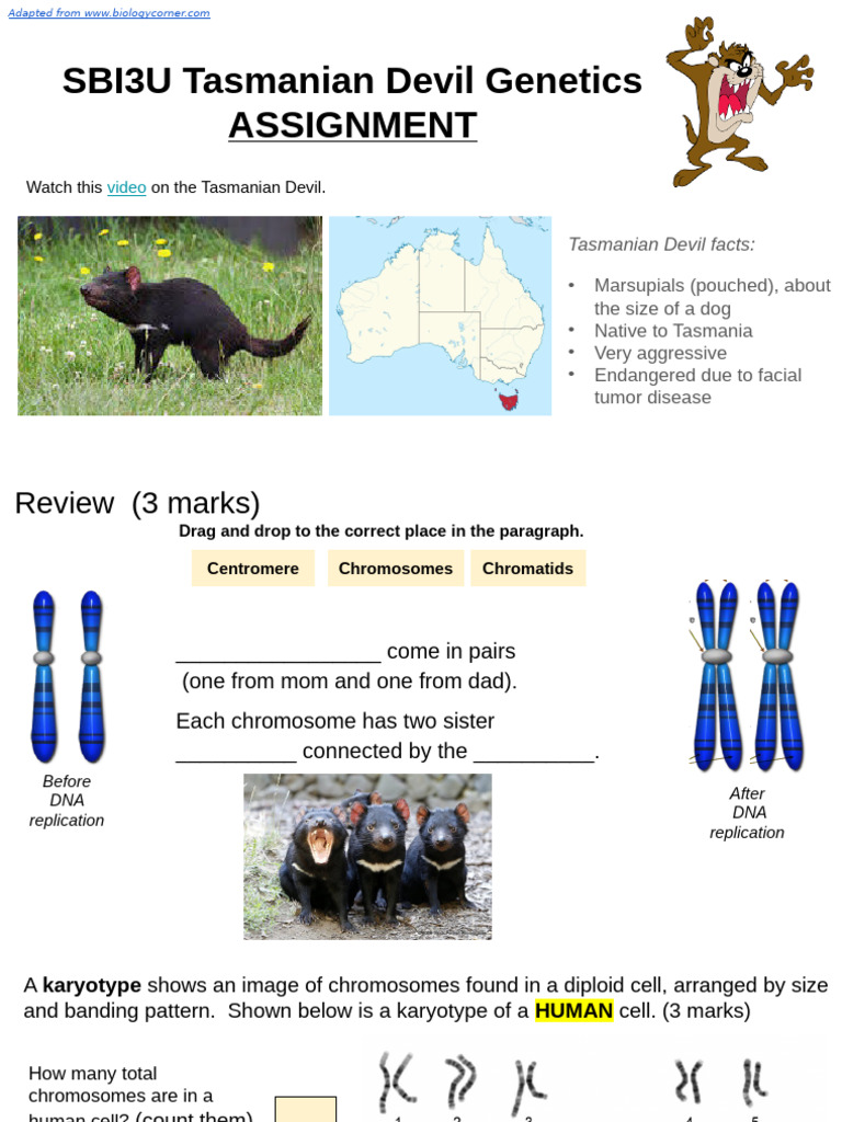 SBI3U Tasmanian Devil Karyotype ASSIGNMENT | PDF | Chromosome | Karyotype