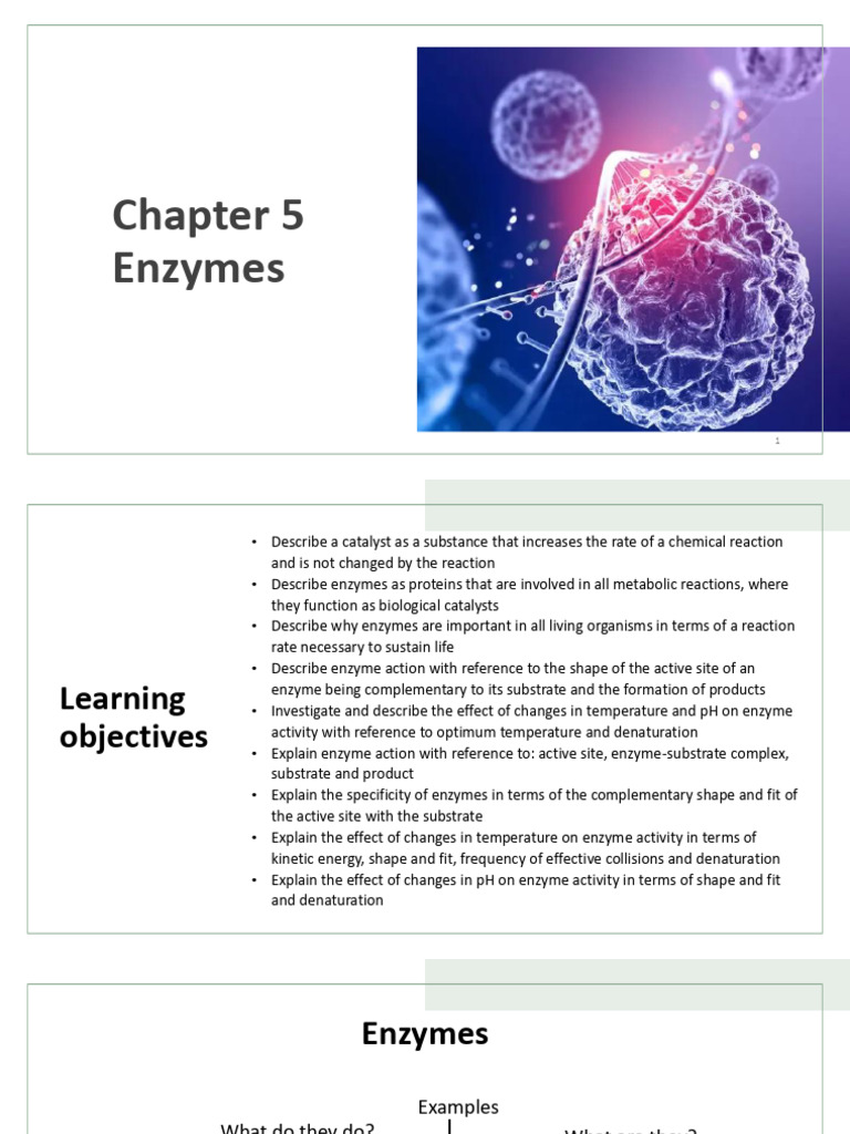 Chapter 5 Enzymes | PDF | Enzyme | Active Site