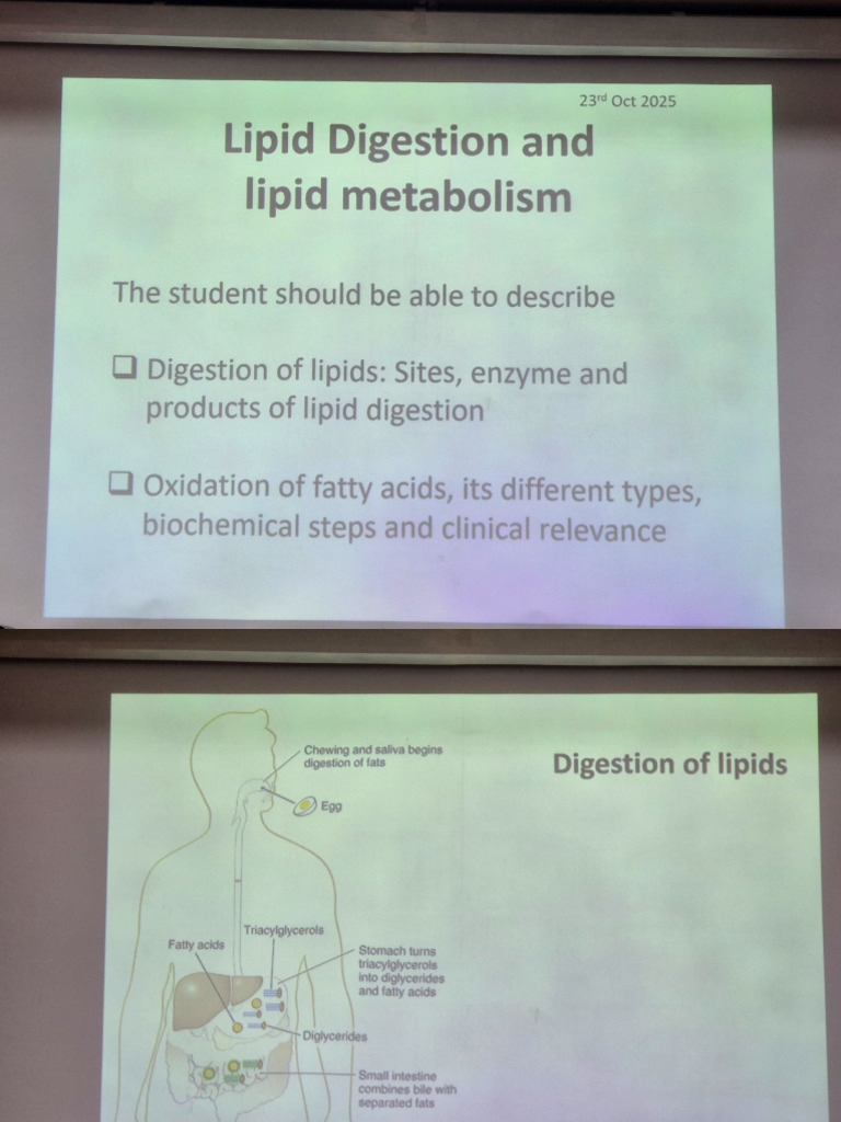 Lipid Digestion | PDF