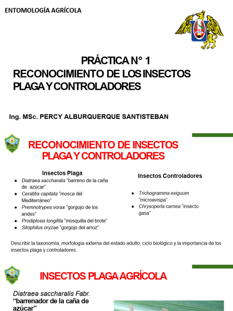 Sem 01 Practica Reconocimiento de Insectos Plaga y Controladores | PDF ...
