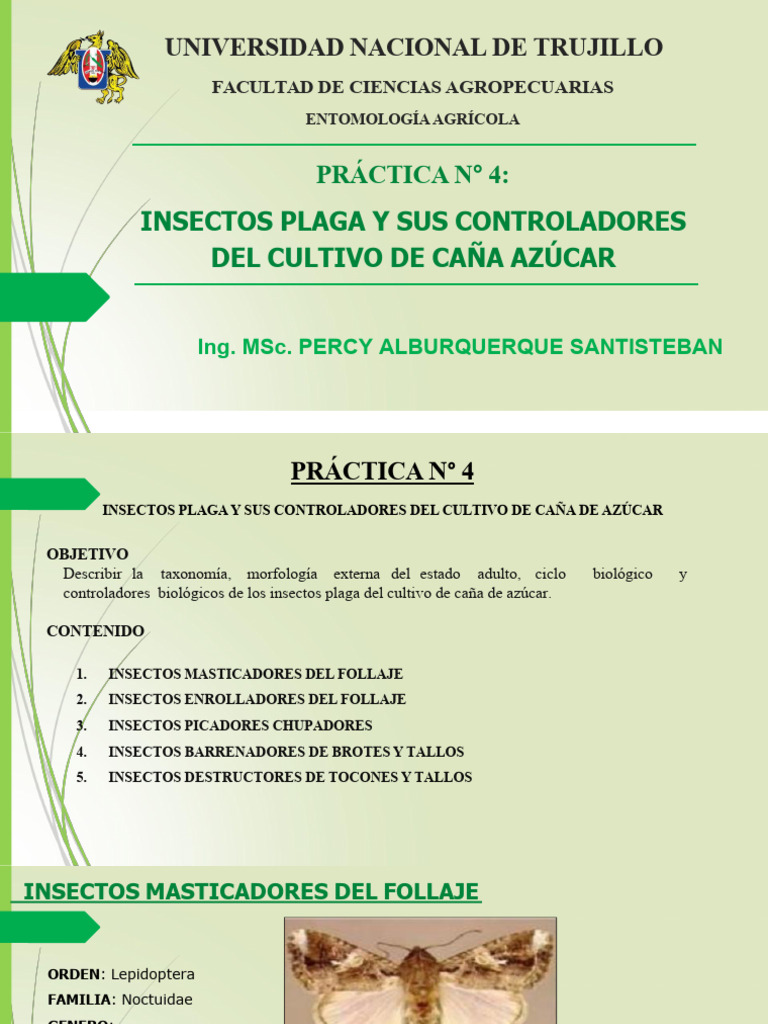 Sem 4 Práctica Caña de Azucar | PDF | Insectos | Escarabajo