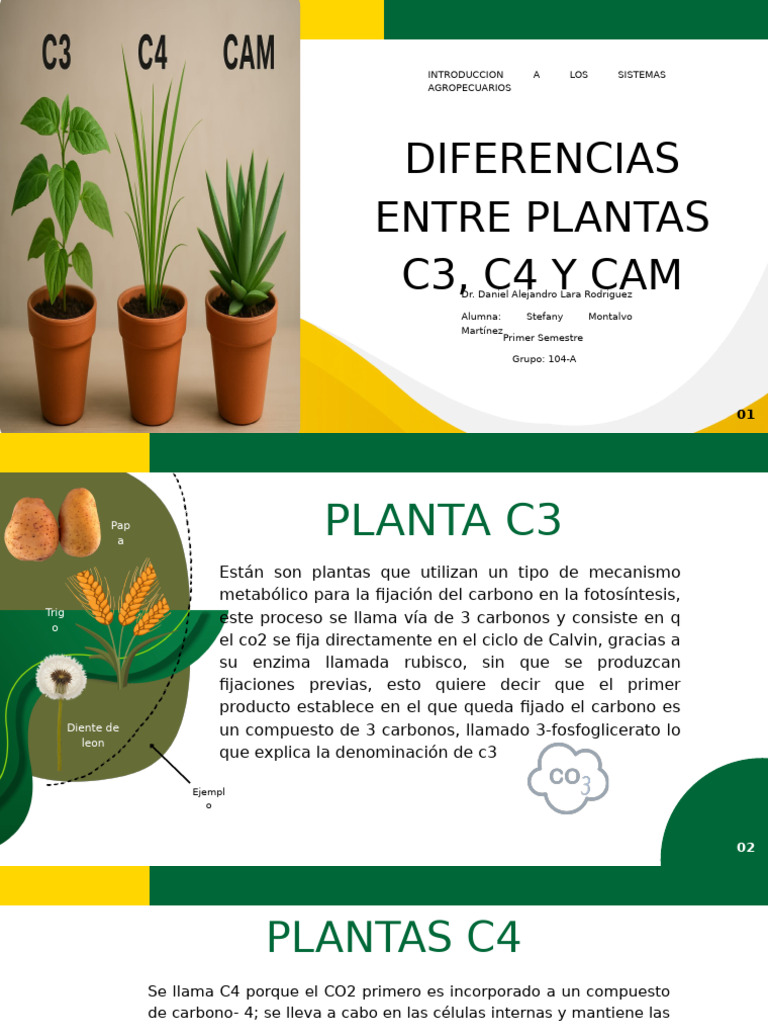Diferencias Entre Plantas c3, c4 y CAM | PDF | Fotosíntesis | Estoma