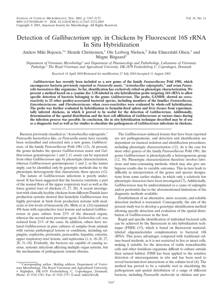 Detection of Gallibacterium SPP in Chickens by Flu | PDF | Fluorescence ...