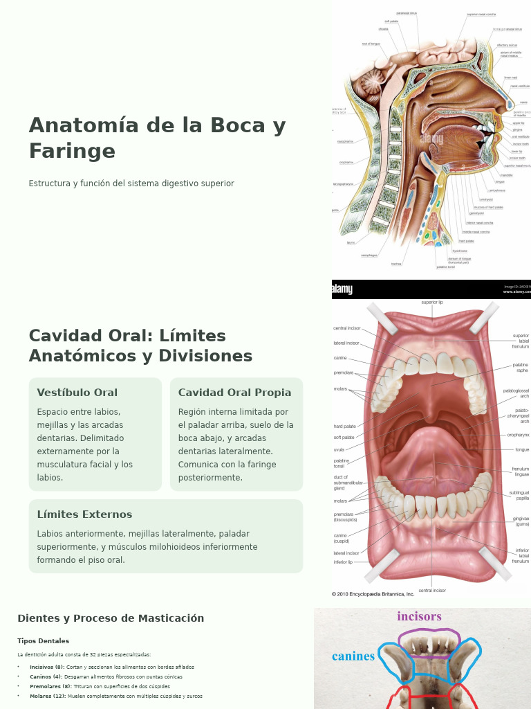 Anatomia de La Boca y Faringe | PDF | Boca | Esófago