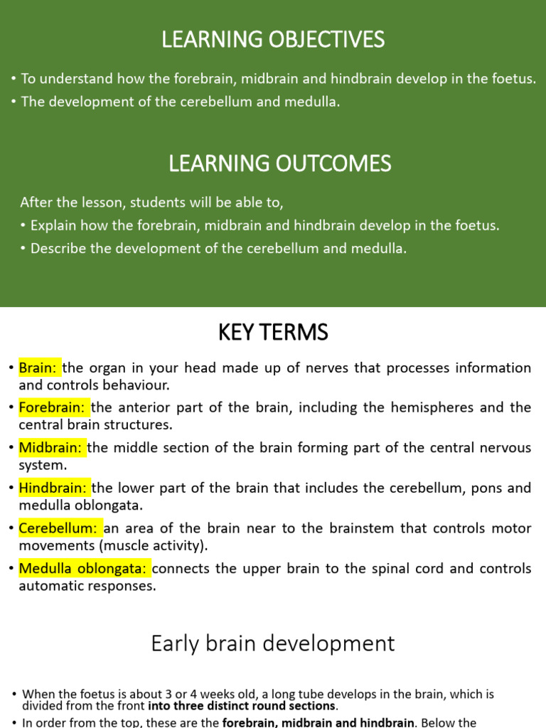 Early Brain Development | PDF | Brain | Anatomy