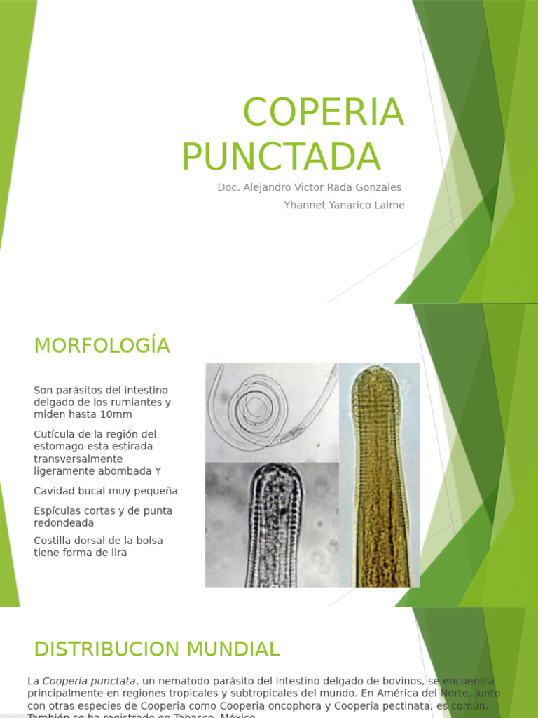 Cooperia Diapositivas | PDF