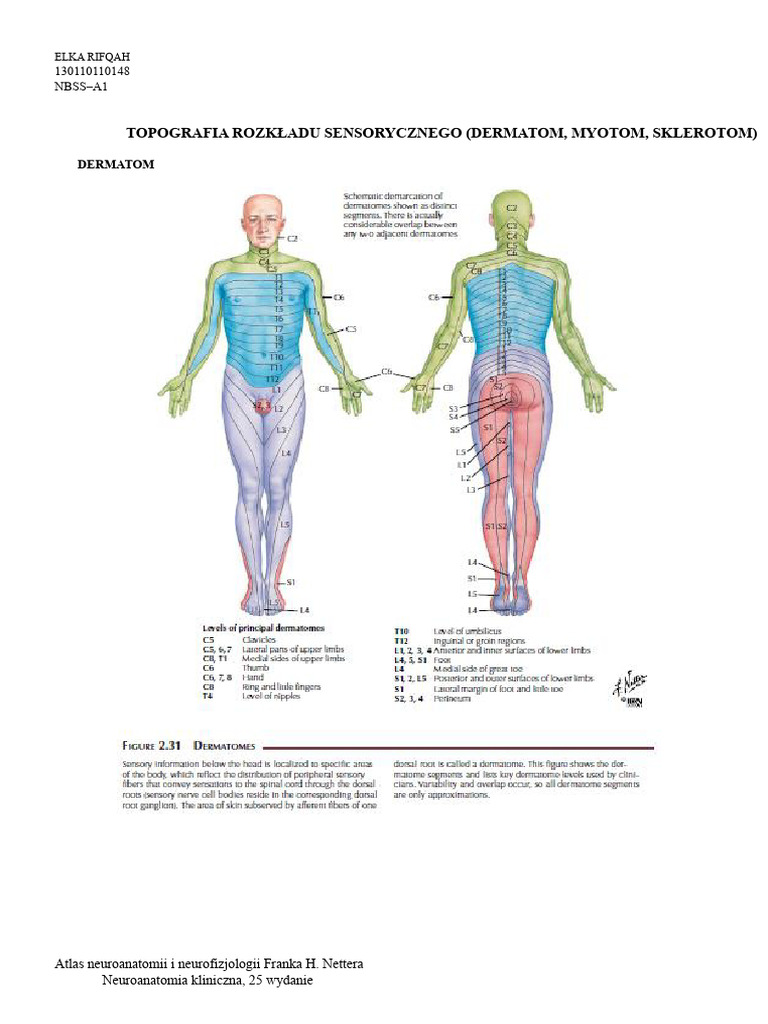 Dermatom, Miotom, Sklerotom | PDF