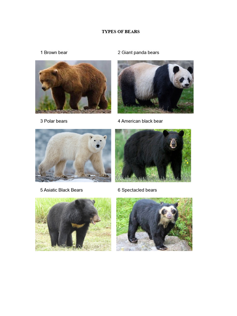 Types of Bears | PDF | Mosquito | Honey Bee