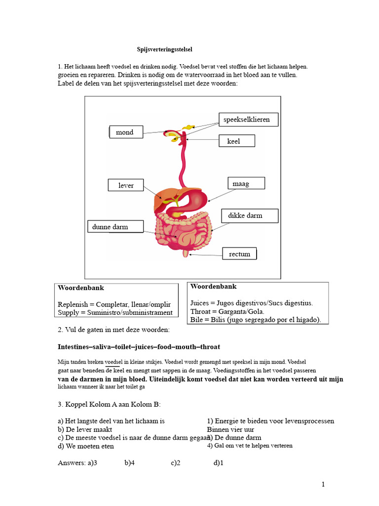 Eenheid 3. Spijsverteringsstelsel | PDF