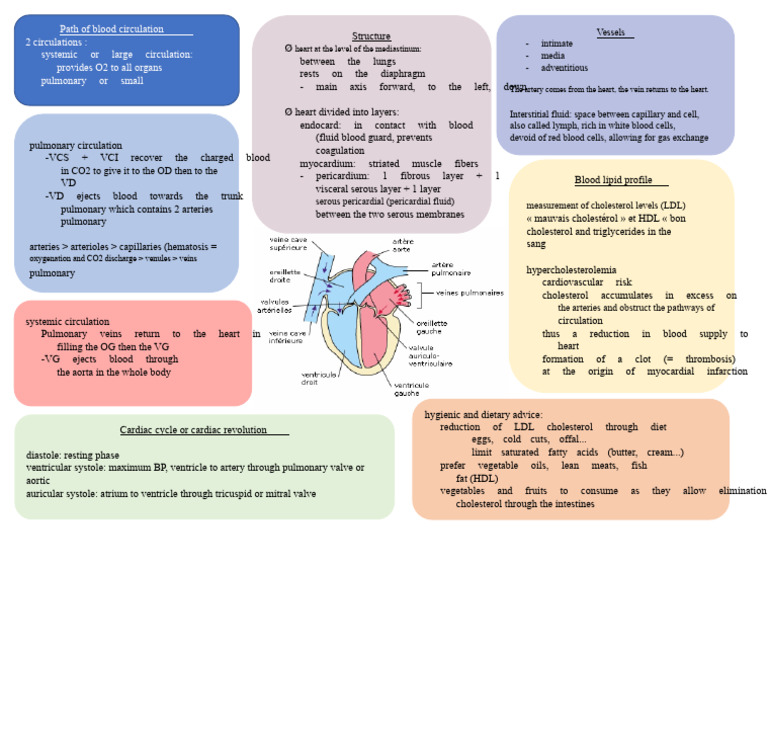 Mind map - cardio function | PDF | Heart | Circulatory System