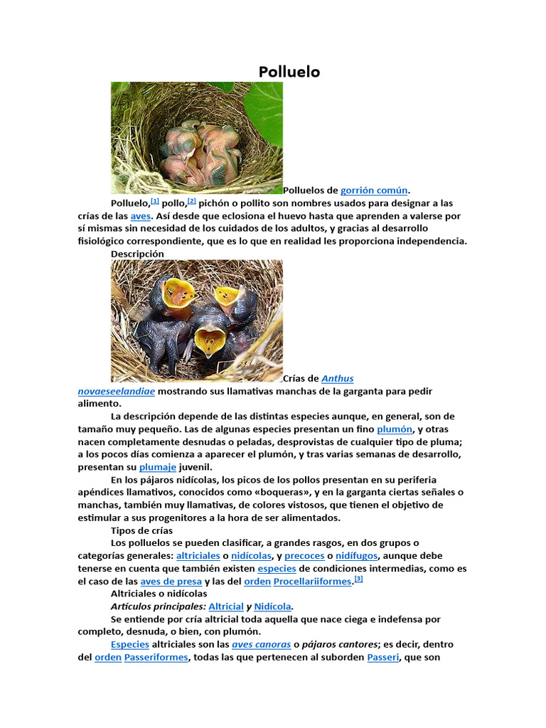 Polluelo | PDF | Aves | Ornitología