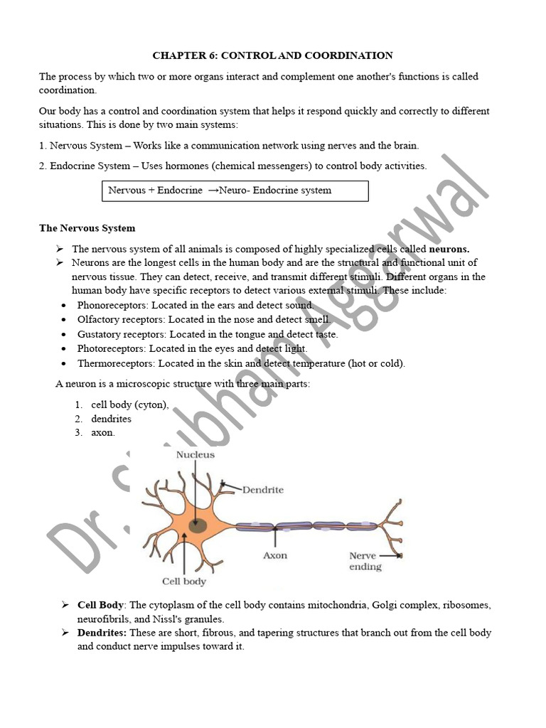 Control and Coordination in Humans | PDF | Neuron | Axon