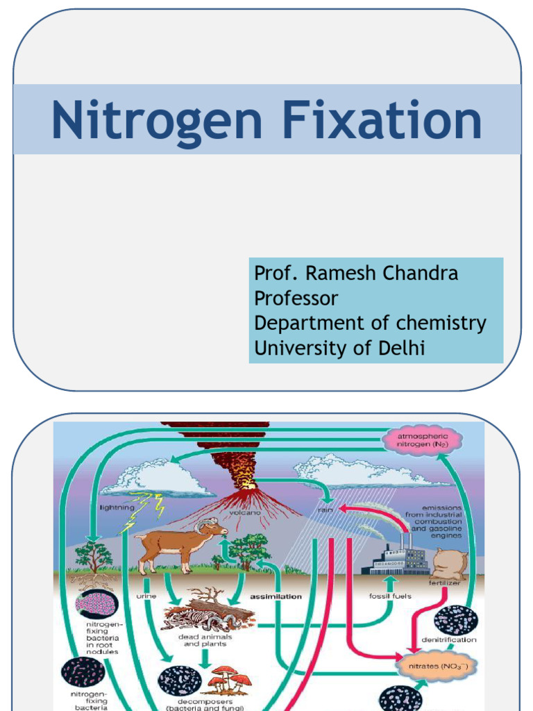 Nitrogen Fixation | PDF | Nitrogen | Nitrate