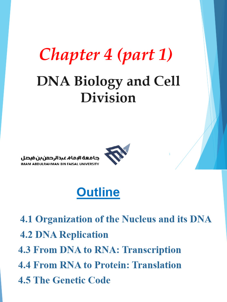 Chapter 4 - DNA Biology and Cell Division Part 1 - BIOL 105 - 2025-2026 ...