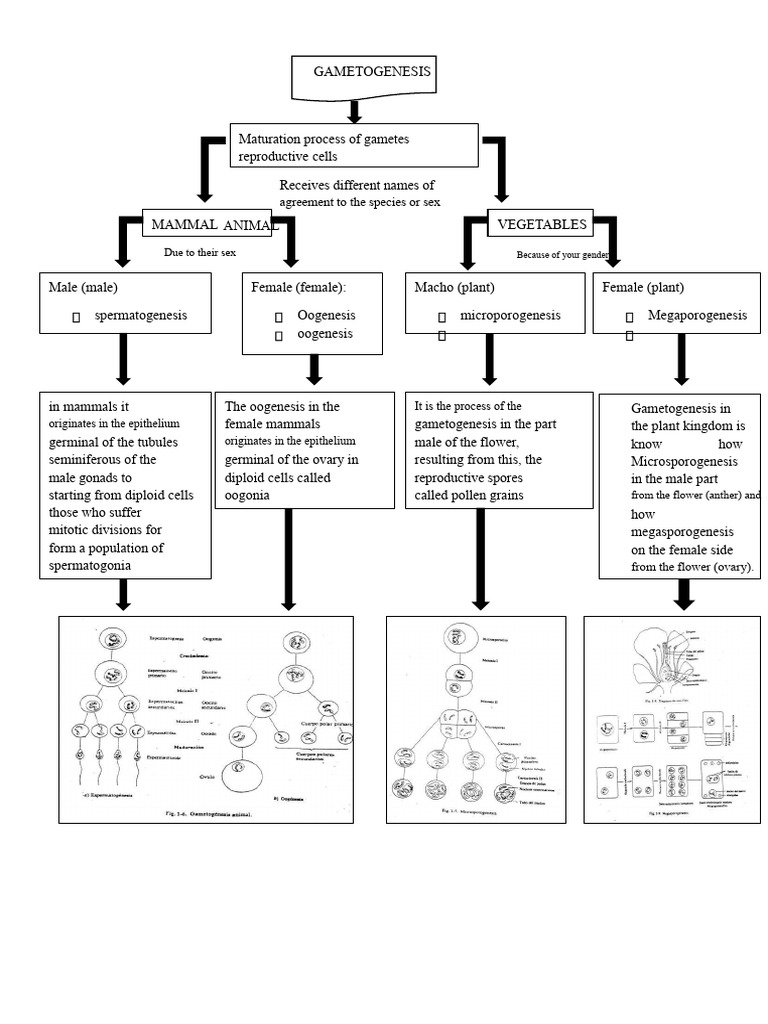 Gametogenesis Concept Map 3.1 | PDF