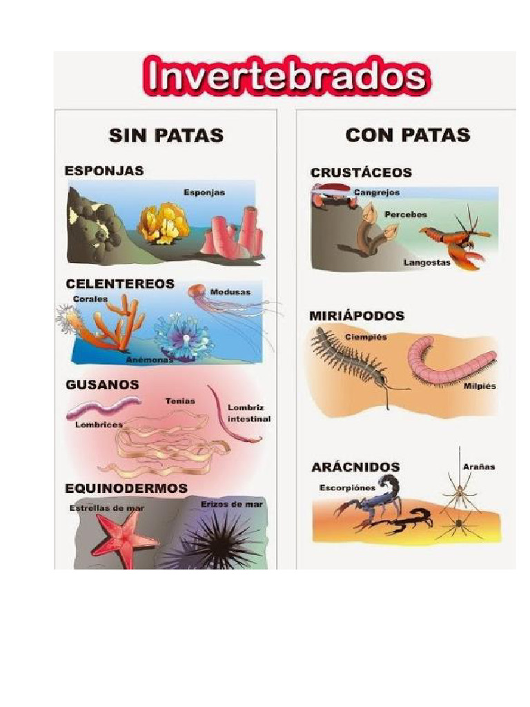 Apa Itu Hewan Invertebrata | PDF