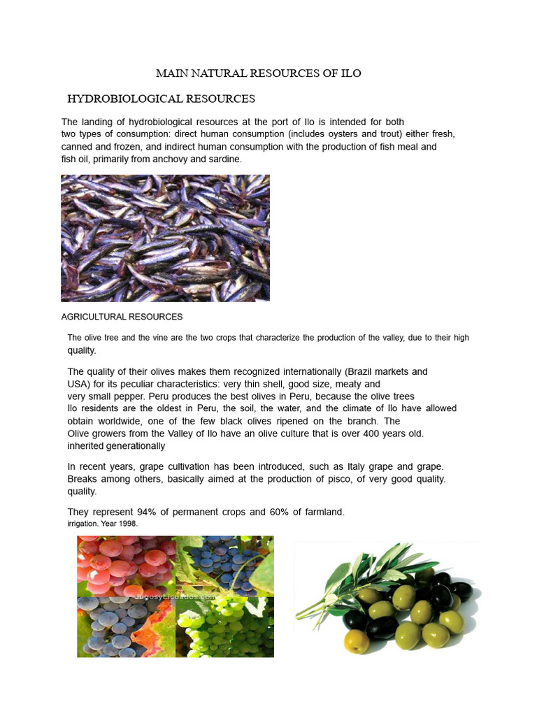 Main Natural Resources of Ilo | PDF | Beach | Olive