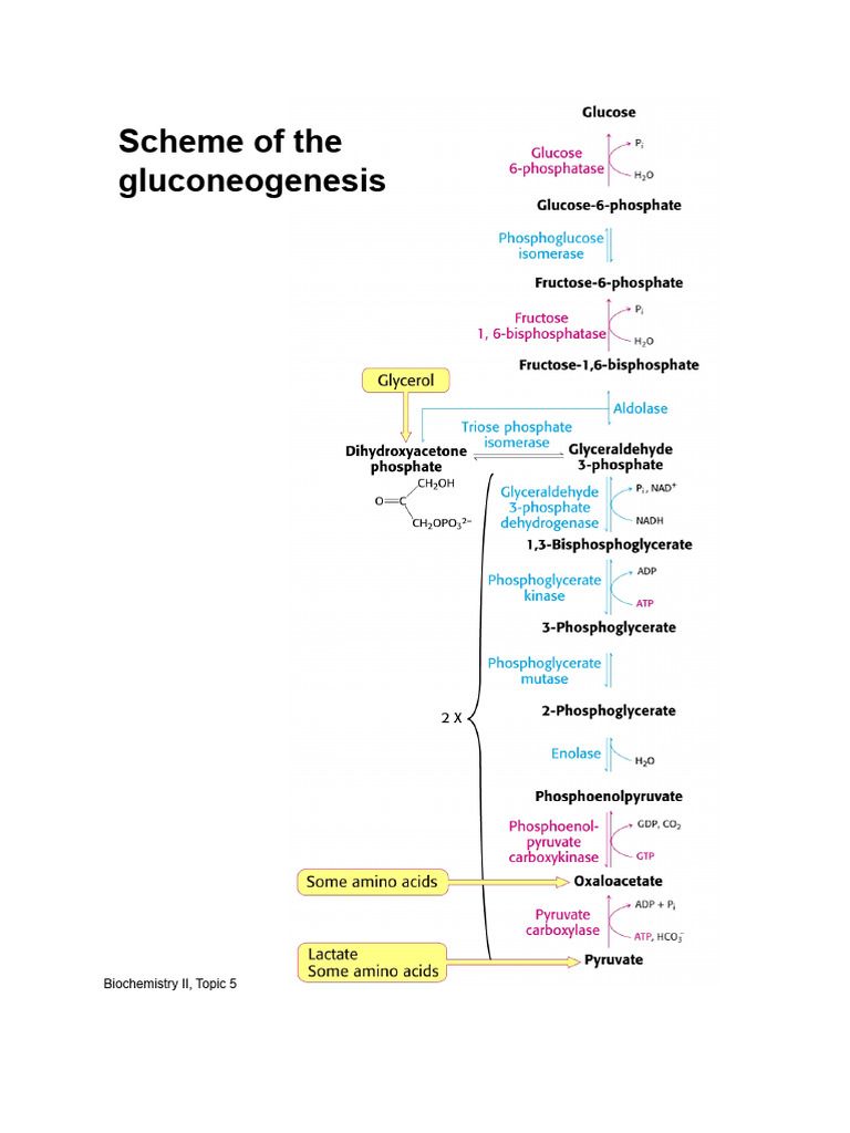 Gluconeogenesis | PDF | Glycolysis | Metabolism