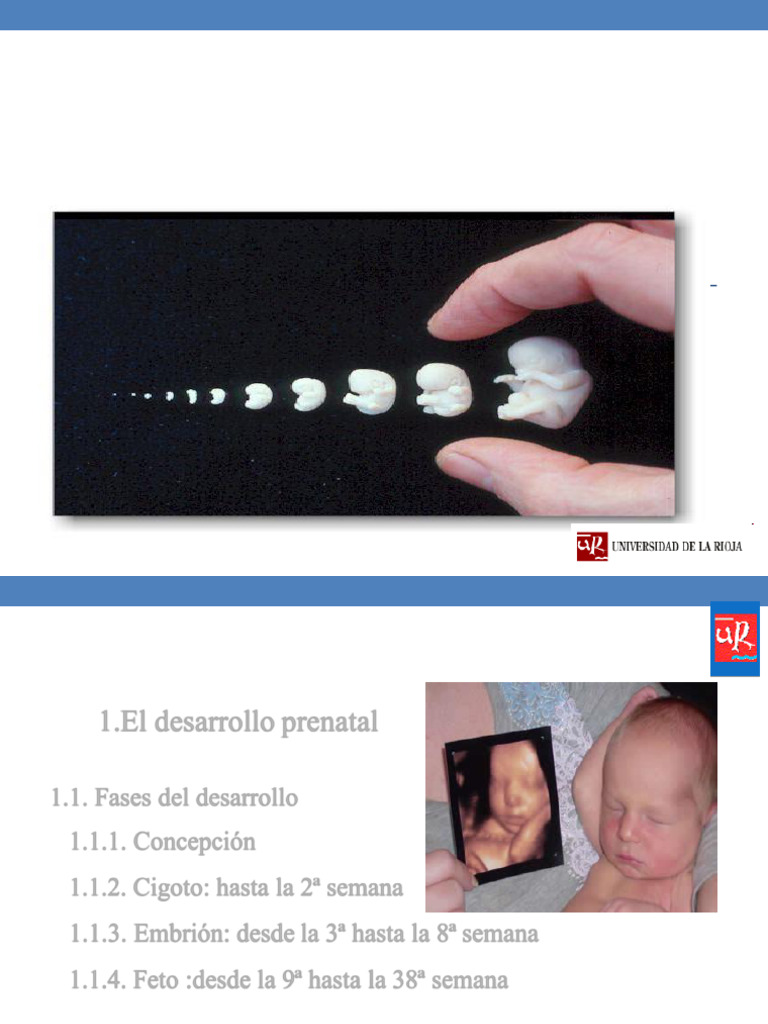 Fases del Desarrollo Fetal Humano | PDF | Embrión | Feto