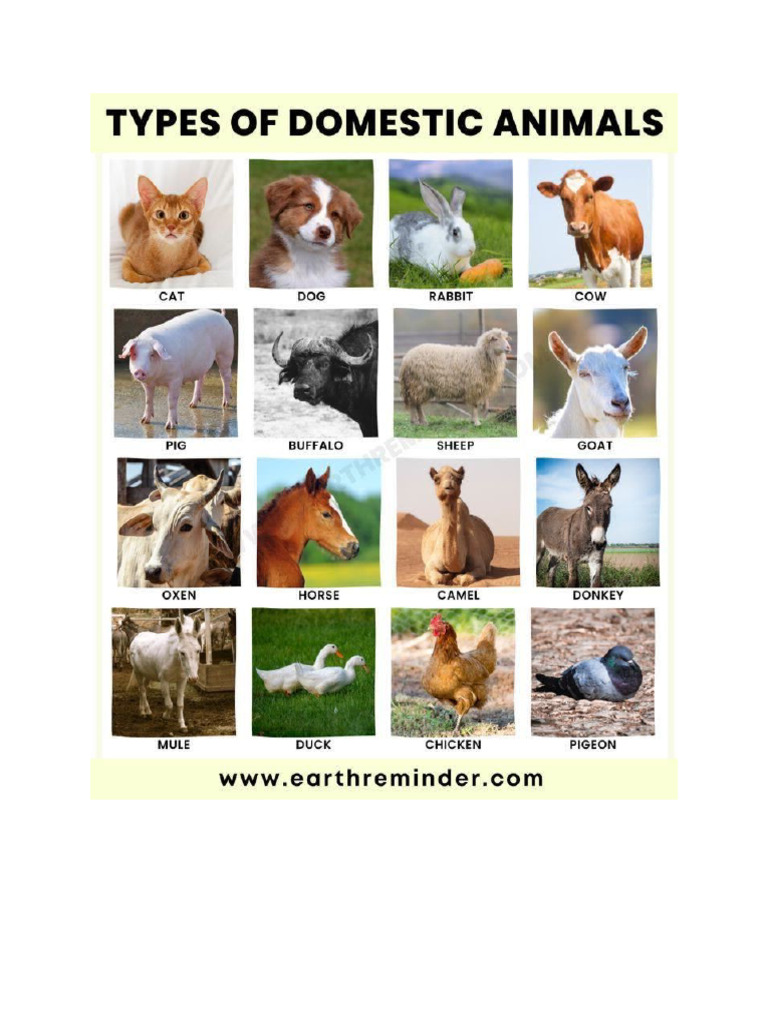 Domestic Animals | PDF