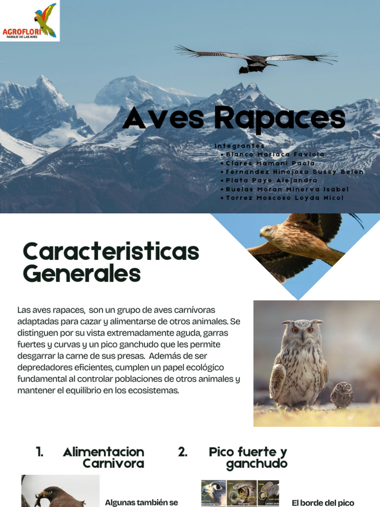 Aves Rapaces | PDF | Ornitología | Zoología