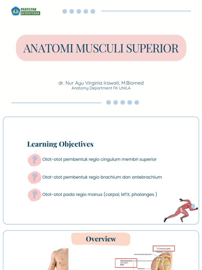 Anatomi Musculi Superior | PDF | Thumb | Anatomical Terms Of Motion