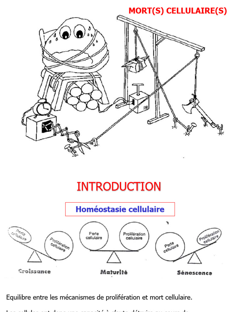 Mécanismes de Mort Cellulaire et Apoptose | PDF | Apoptose | Bcl-2