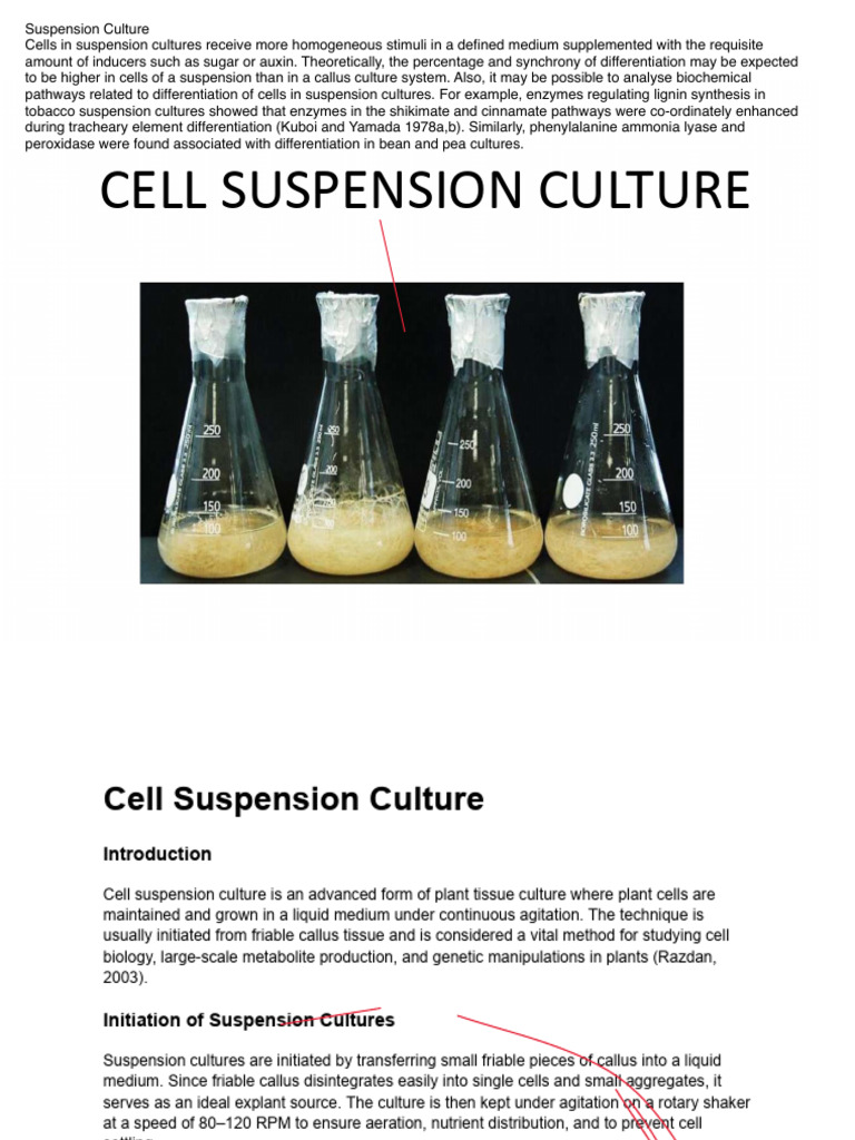 Cell Suspension Culture Techniques | PDF | Growth Medium | Cell Cycle