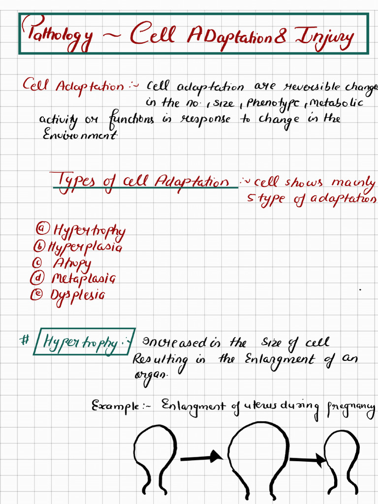 Cell Adaptations | PDF