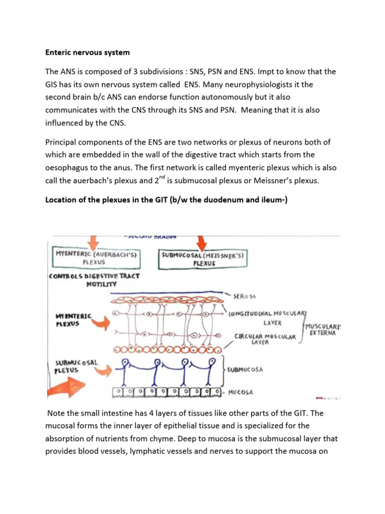 Enteric Nervous System With Diagrams | PDF | Gastrointestinal Tract ...