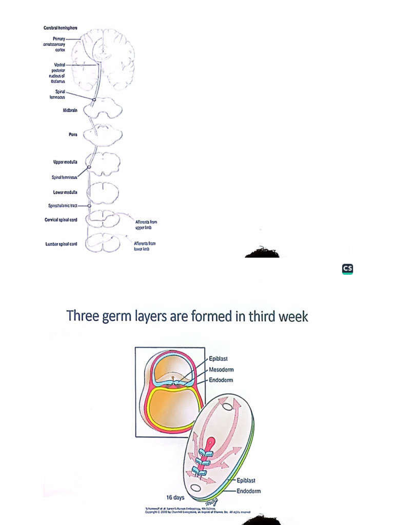 Nervous System Embryo | PDF