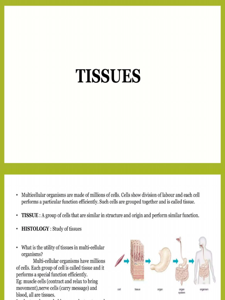 Tissues | PDF
