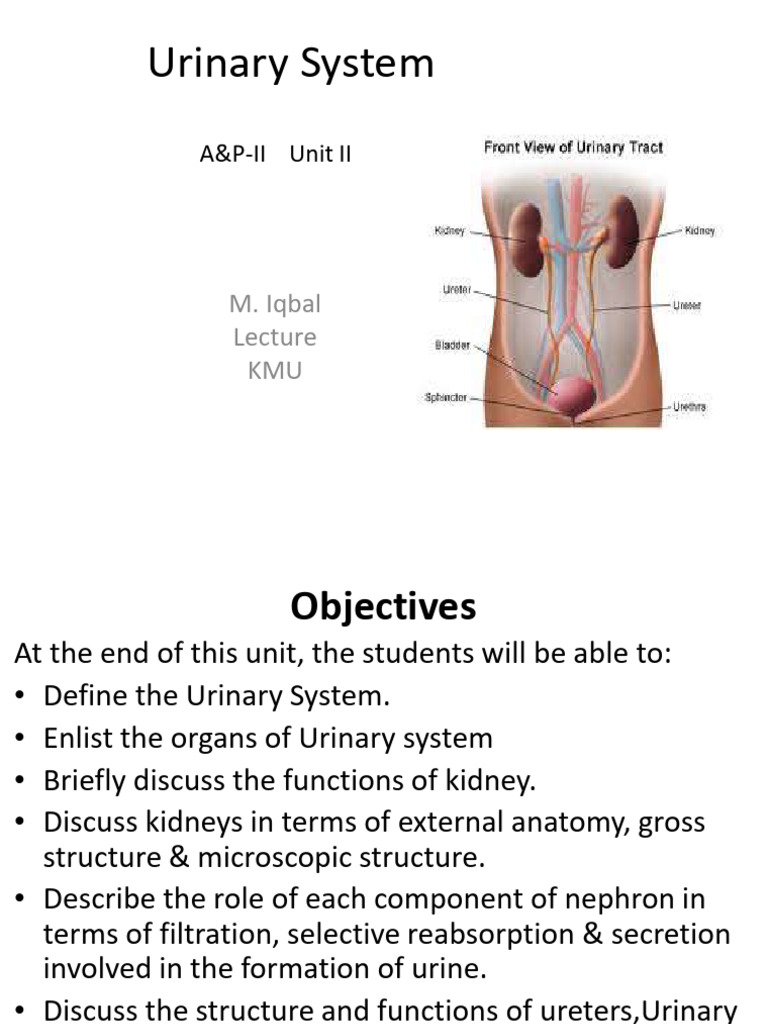 Urinary System Unit-II | PDF | Kidney | Urination