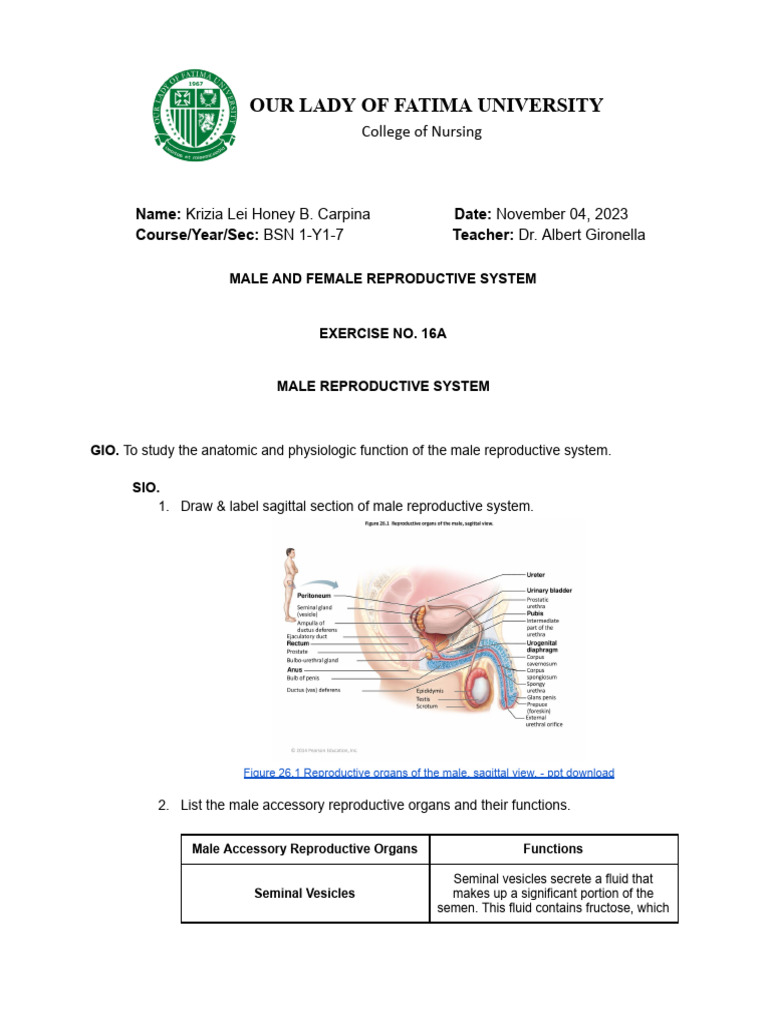 Week 16 Lab Exercise Male Female Repro | PDF | Menstrual Cycle ...