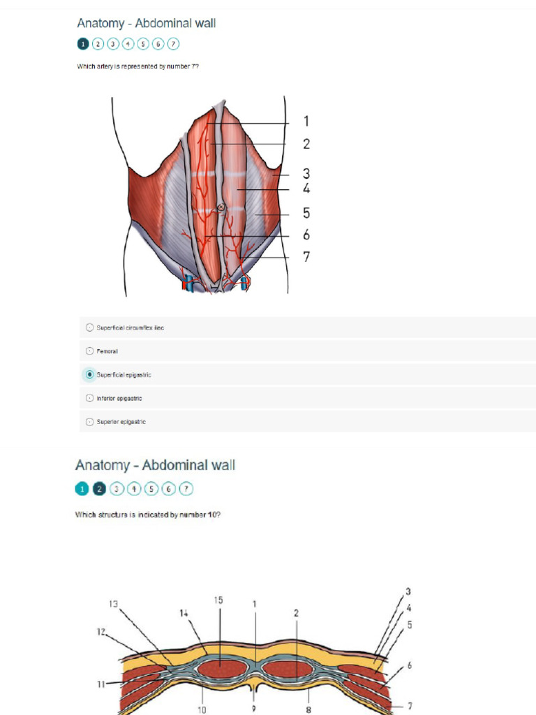 Anatomy Abdominal Wall | PDF