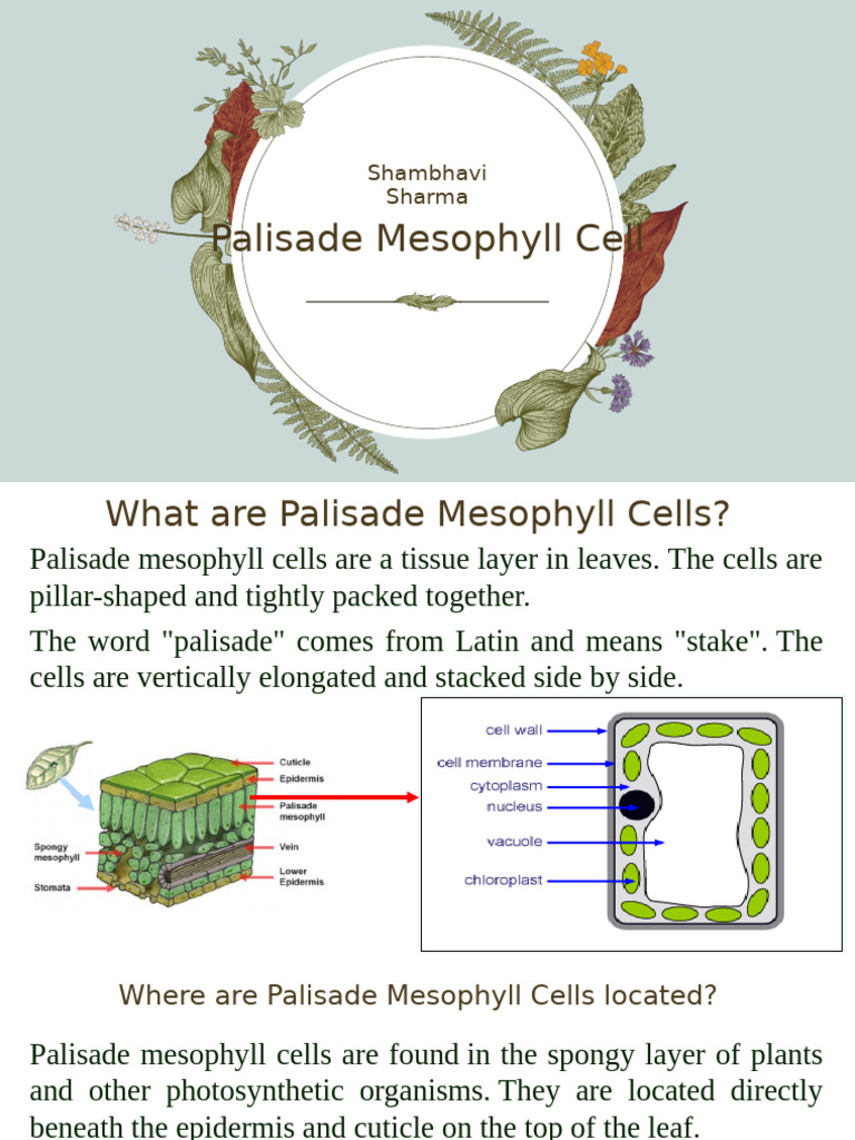 Palisade Mesophyll Cell | PDF