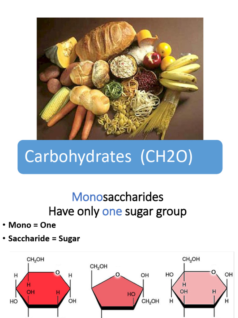 6 Carbohydrates | PDF | Glycolysis | Citric Acid Cycle