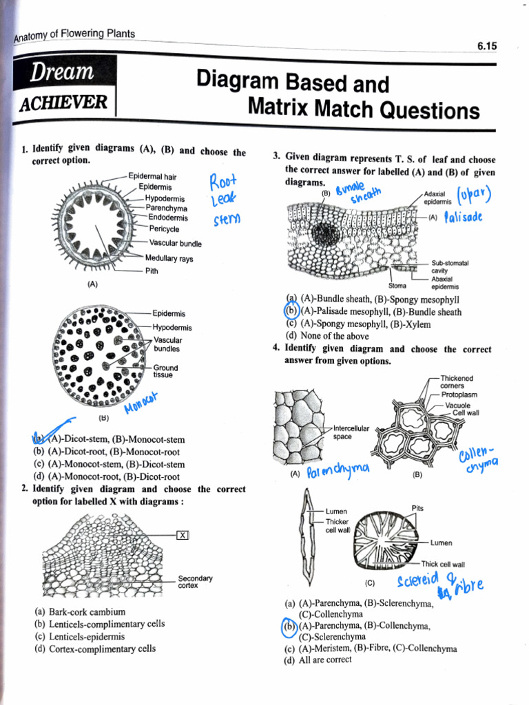 Flowering Plant Anatomy Diagrams Analysis | PDF | Plant Stem | Leaf