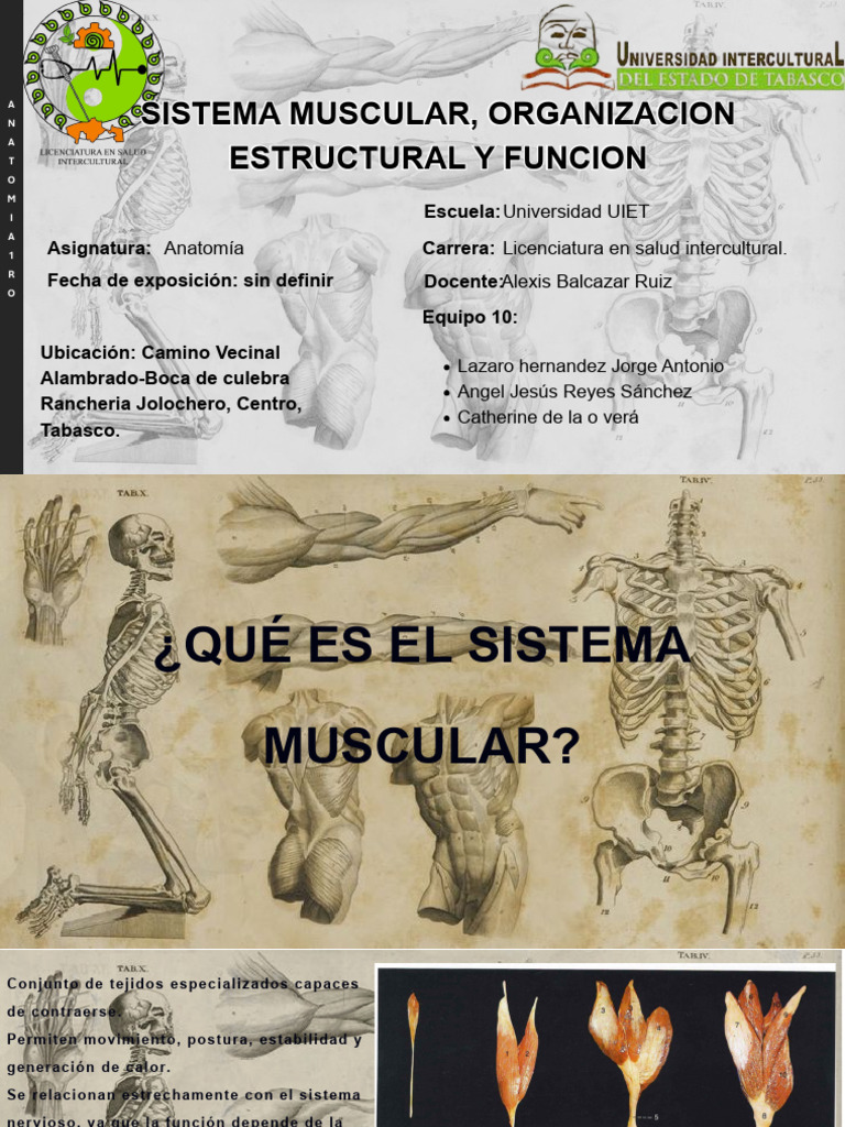 Muscular System Educational Presentation in White Simple Animated Style ...