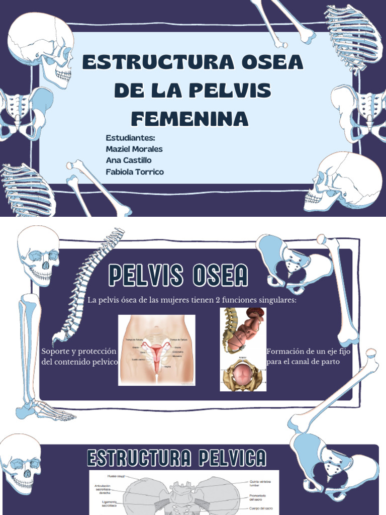 Estructura ósea femenina pelvis ginecología y obstetricia | PDF ...