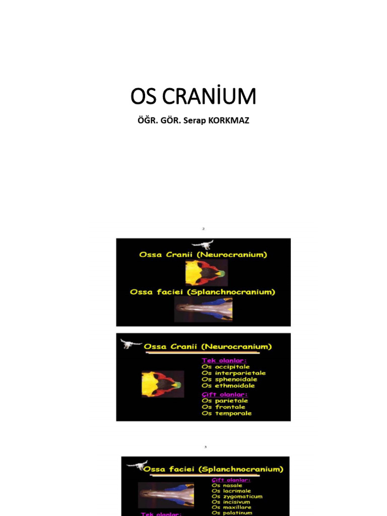 Cranium | PDF