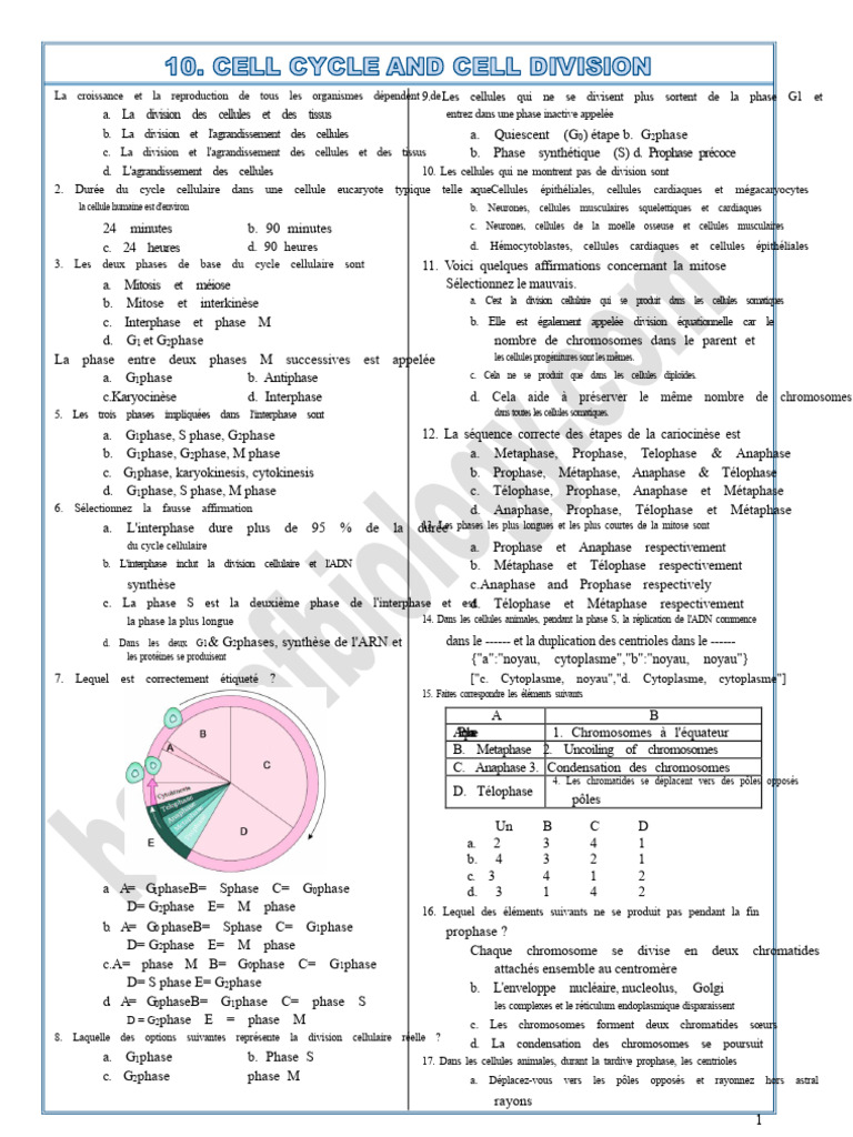 Cycle cellulaire : phases et division des cellules | PDF | Mitose | Méiose