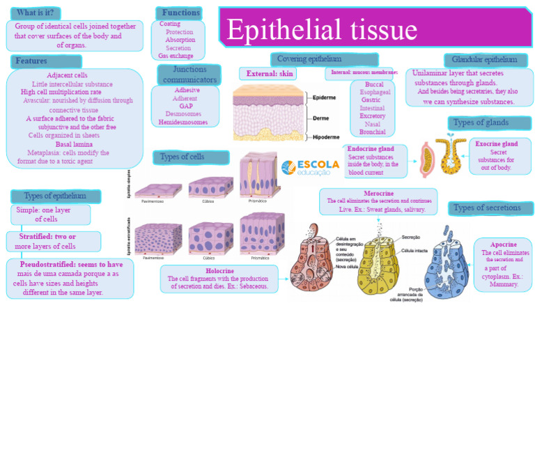 Mind map - Epithelial tissue | PDF | Epithelium | Human Anatomy