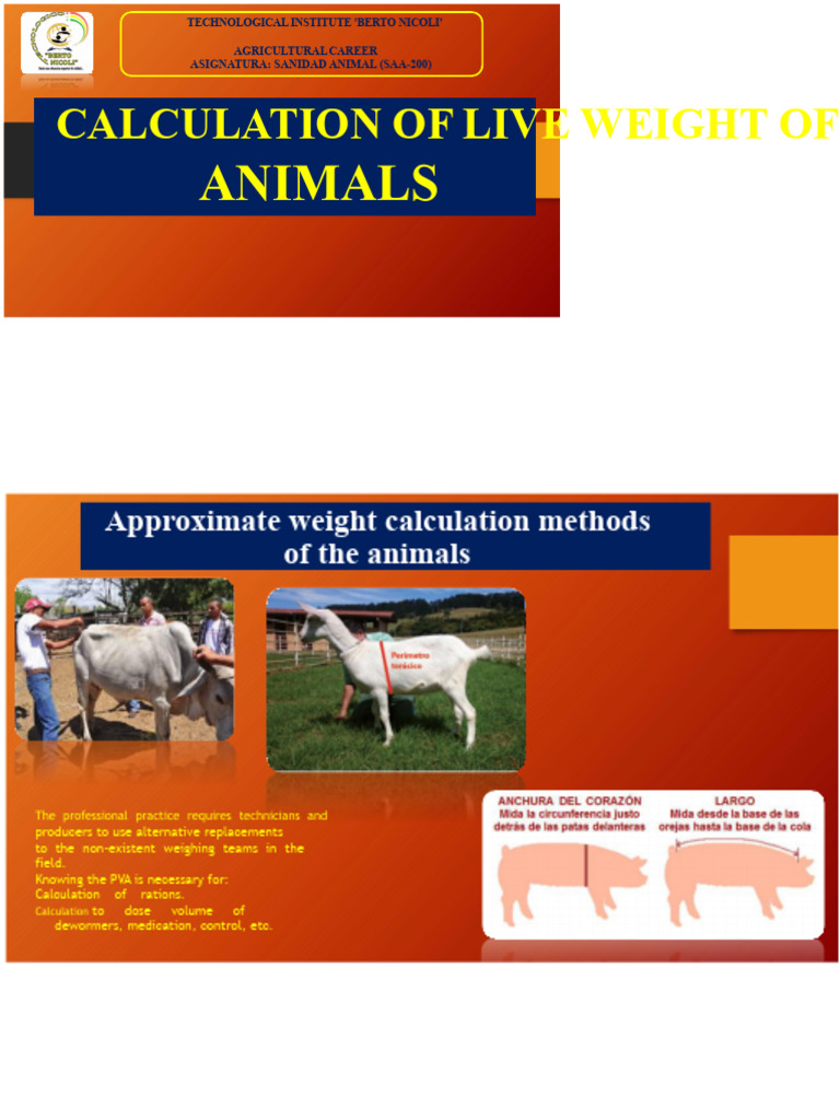 Calculation of LIVE WEIGHT Animal SAA-200 NGC Ok | PDF | Cattle | Livestock