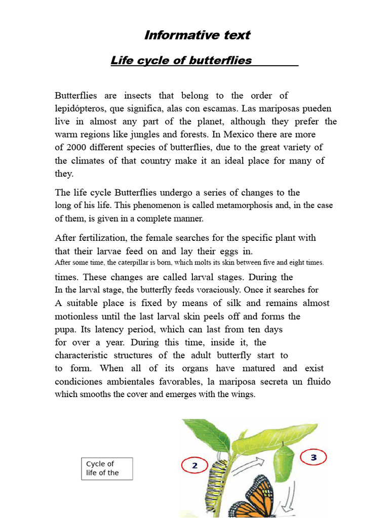 Informative Text About Butterflies | PDF