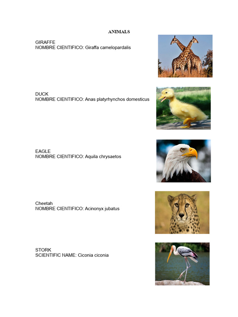Animals Scientific Name | PDF